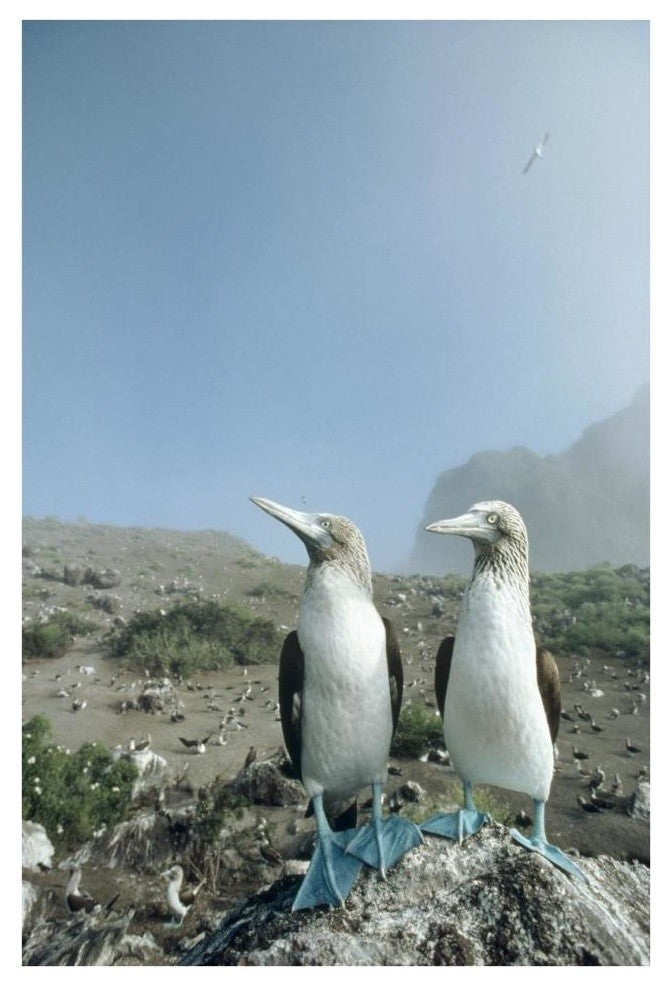 Blue-footed Booby Pair With Nesting Colony Galapagos Islands Ecuador