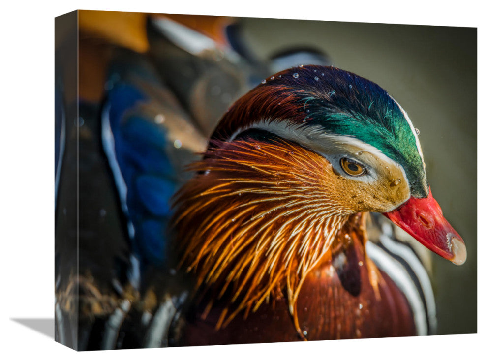"the Manderin" By European Master Photography 16"x13"
