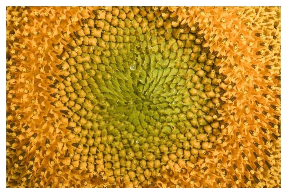 Common Sunflower Close Up Showing Anthers Covered With Pollen Bourgog