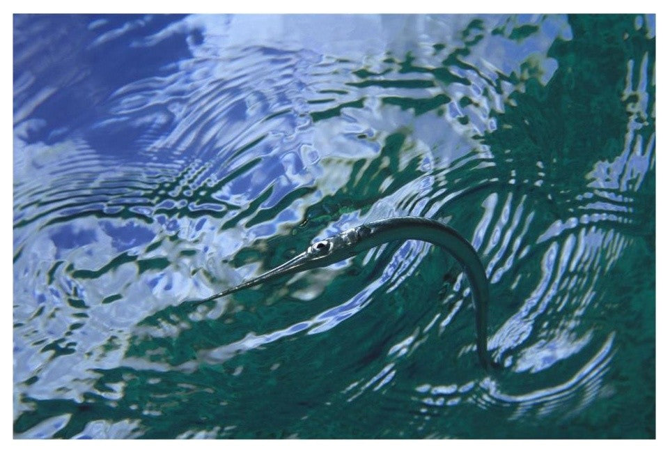 Needlefish On Water Surface Bonaire Netherland Antilles-paper Art