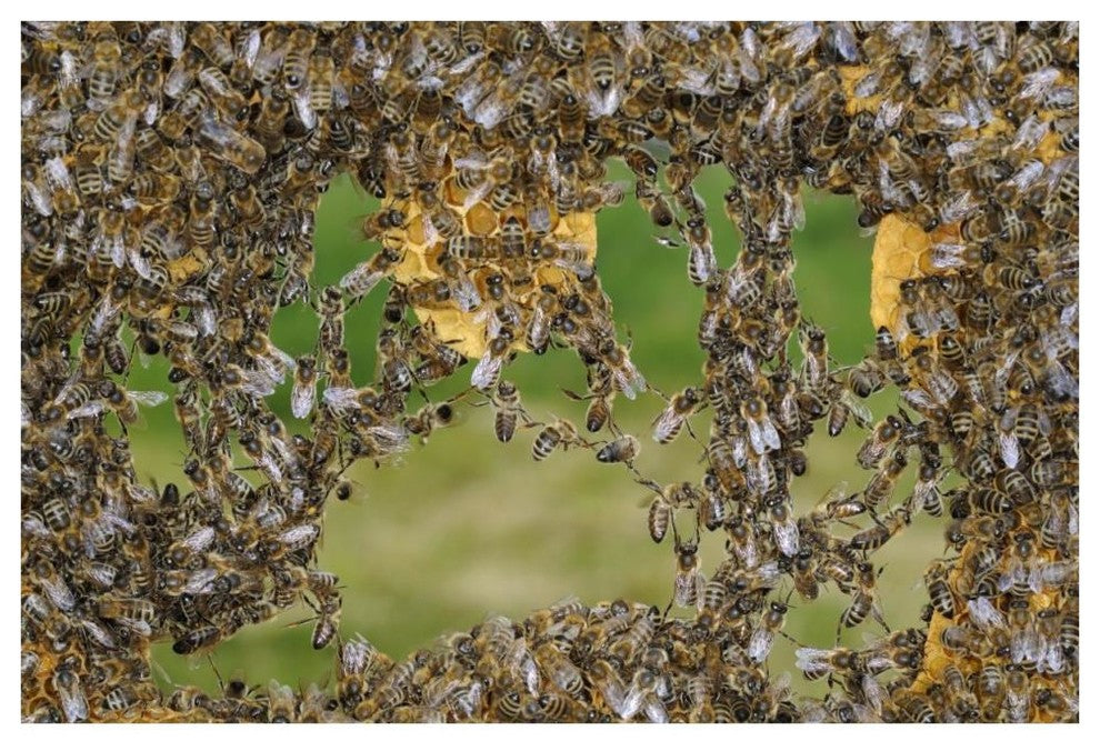"honey Bee Chains Made To Repair Honeycomb Germany" Paper Art 62"x42