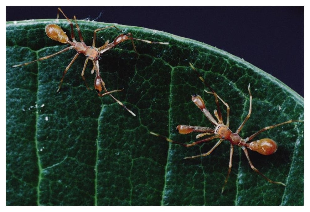 Kerengga Ant-Like Jumper Males Fighting, Sri Lanka-Paper Art