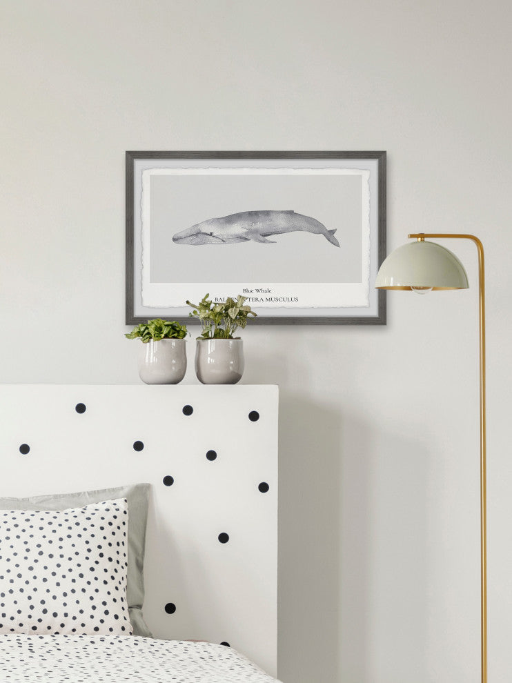 "Balaenoptera Musculus" Framed Painting Print, 30x20