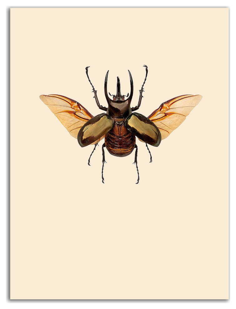 "Chalcosoma atlas" by Incado, Print on Canvas, 24"x32"