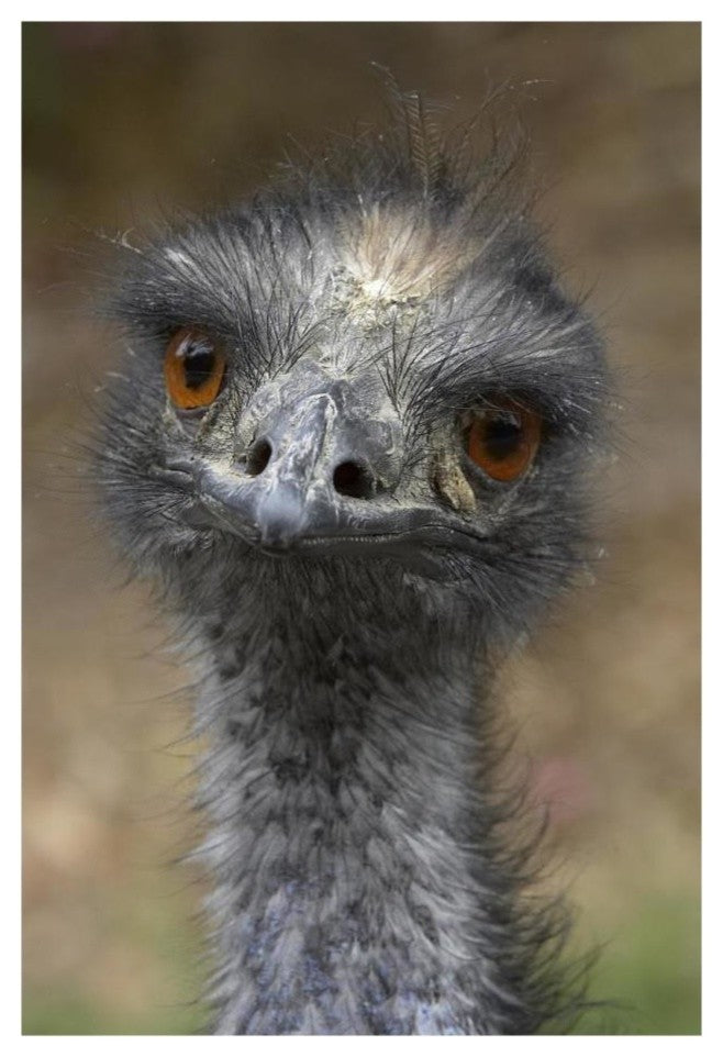 "emu Portrait Native To Australia" Paper Print By San Diego Zoo 18"x