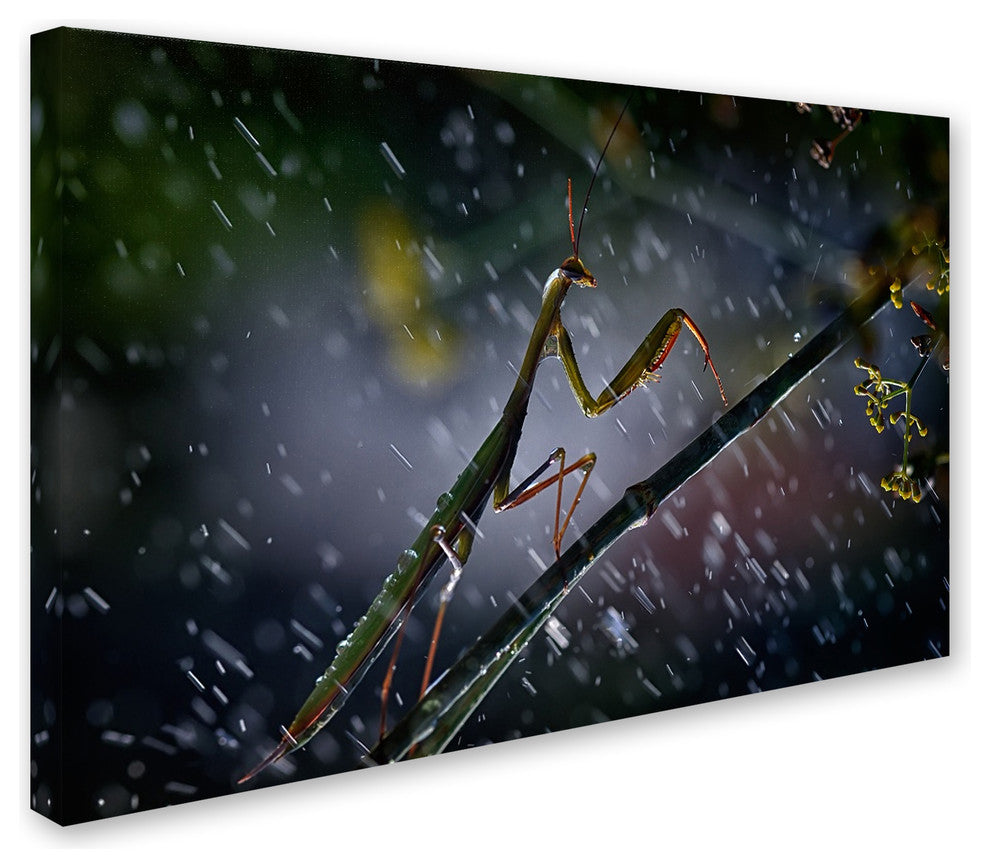 Antonio Grambone 'Mantis In The Rain' Canvas Art, 22x32
