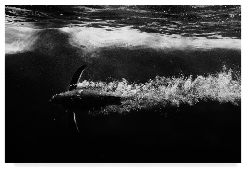 Semir Catovic 'Penguin' Canvas Art, 24"x16"