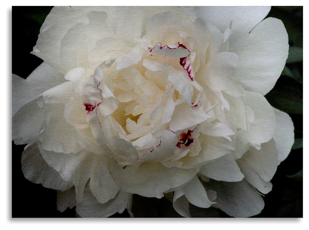 Kurt Shaffer 'Perfect Peony' Floating Brushed Aluminum Art, 22x16