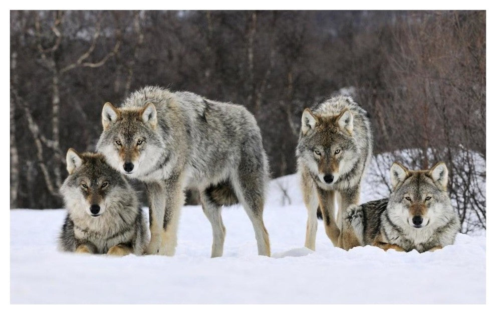"gray Wolf Group Norway" Digital Paper Print By Jan Vermeer 42"x27"