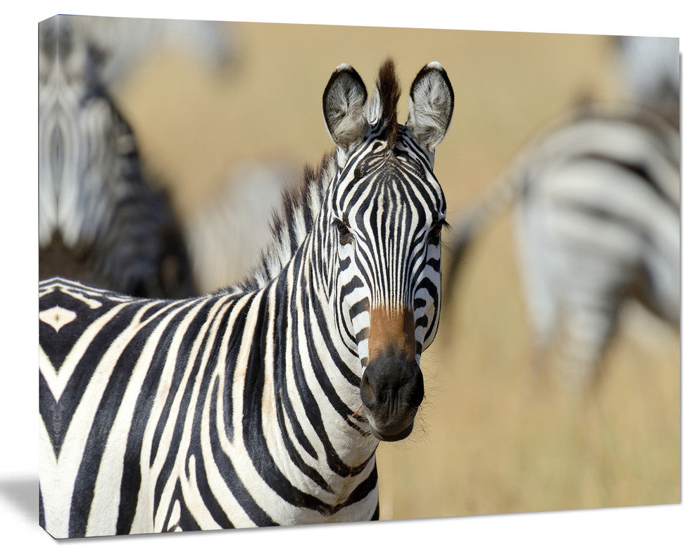 African Zebra Close Up View, African Canvas Art Print, 60"x28"