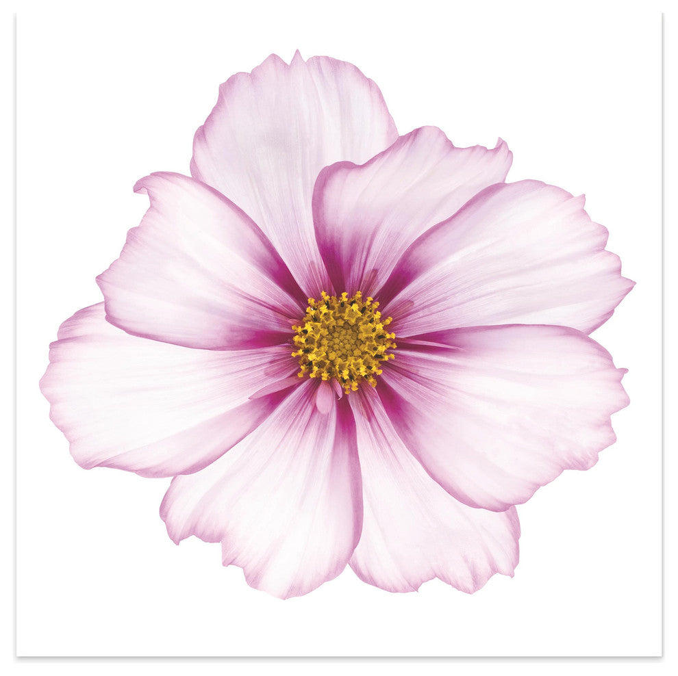 "Magenta Cosmo on White" Wall Art Frameless Free Floating Tempered Gla