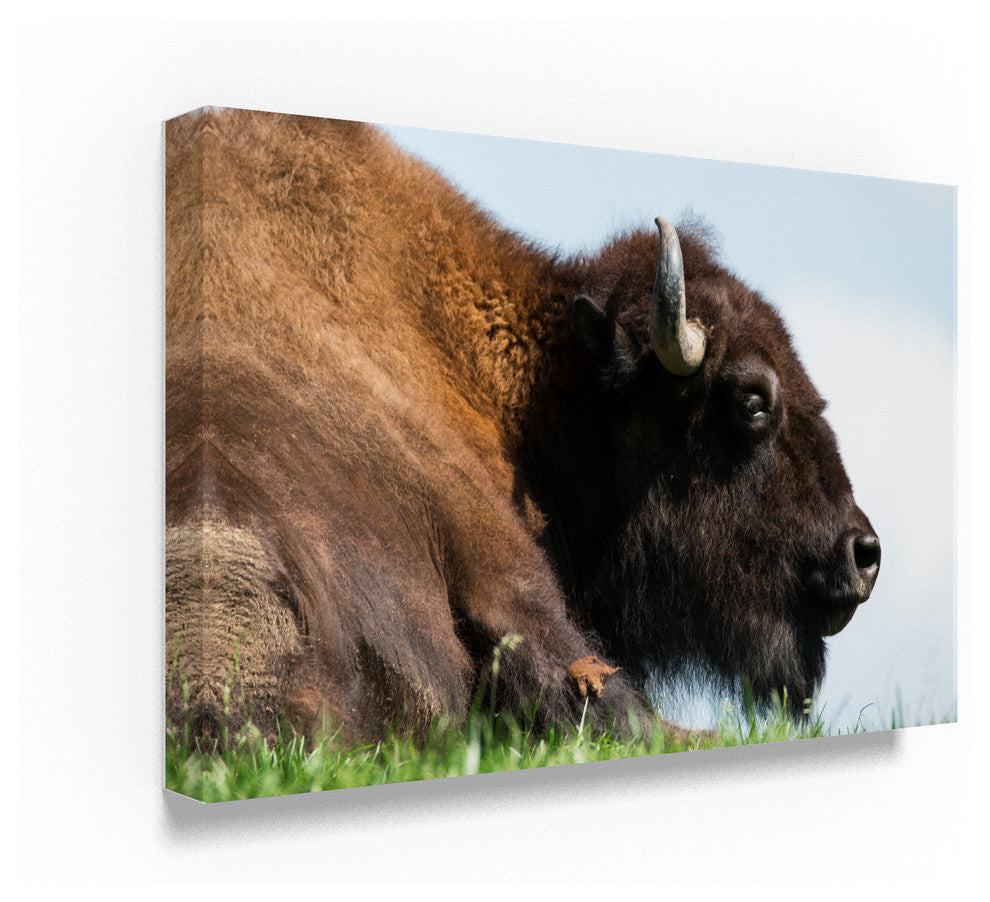 "Bison" by Robert Michaud, Canvas Art