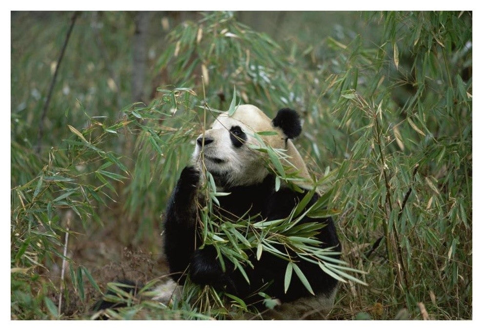"giant Panda Eating Bamboo Wolong Valley Himalaya China" Paper Prin