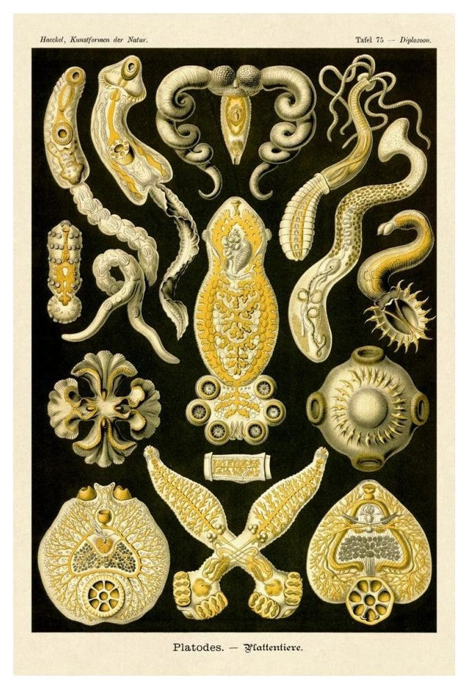 "haeckel Nature Illustrations: Flatworms" Paper Print By Ernst Haeckel