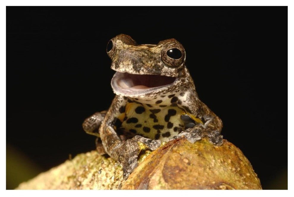 "marbled Tree Frog Portrait Amazon Rainforest Ecuador" Paper Art 20