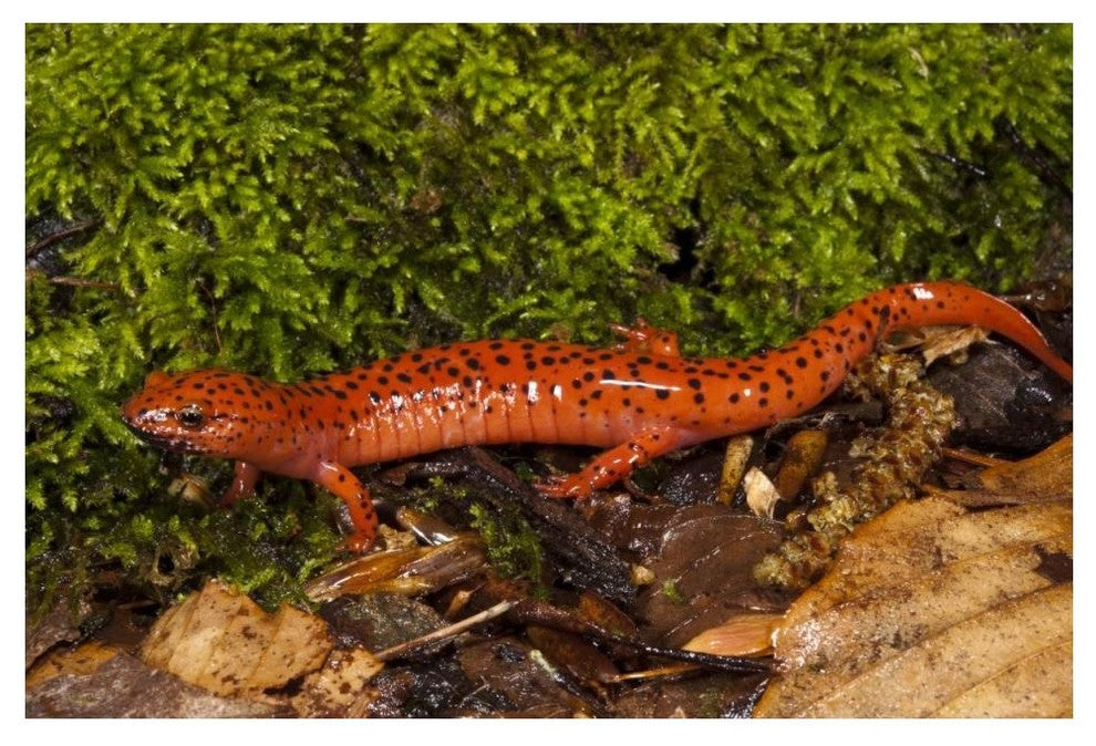 Red Salamander Native To The Southeastern United States-paper Art