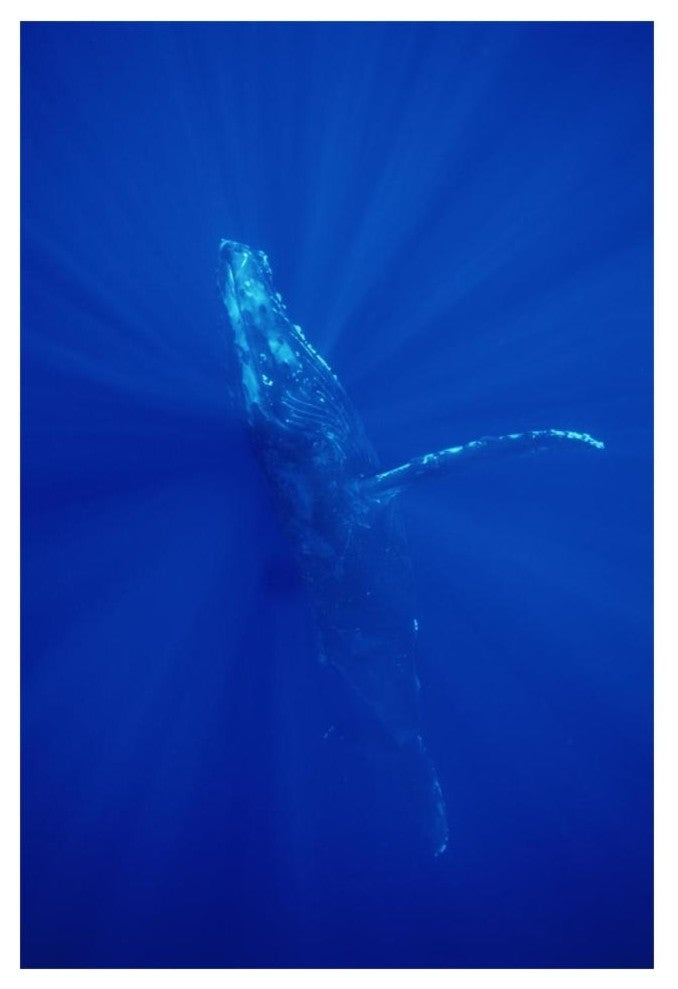 "humpback Whale Maui Hawaii" Digital Paper Print By Flip Nicklin 1