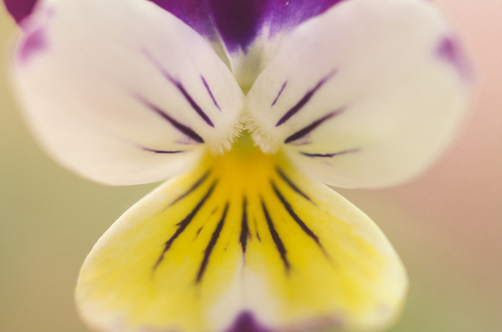 Oh Violet Nature Photography, Floral Unframed Wall Art Print, 8" X 10"