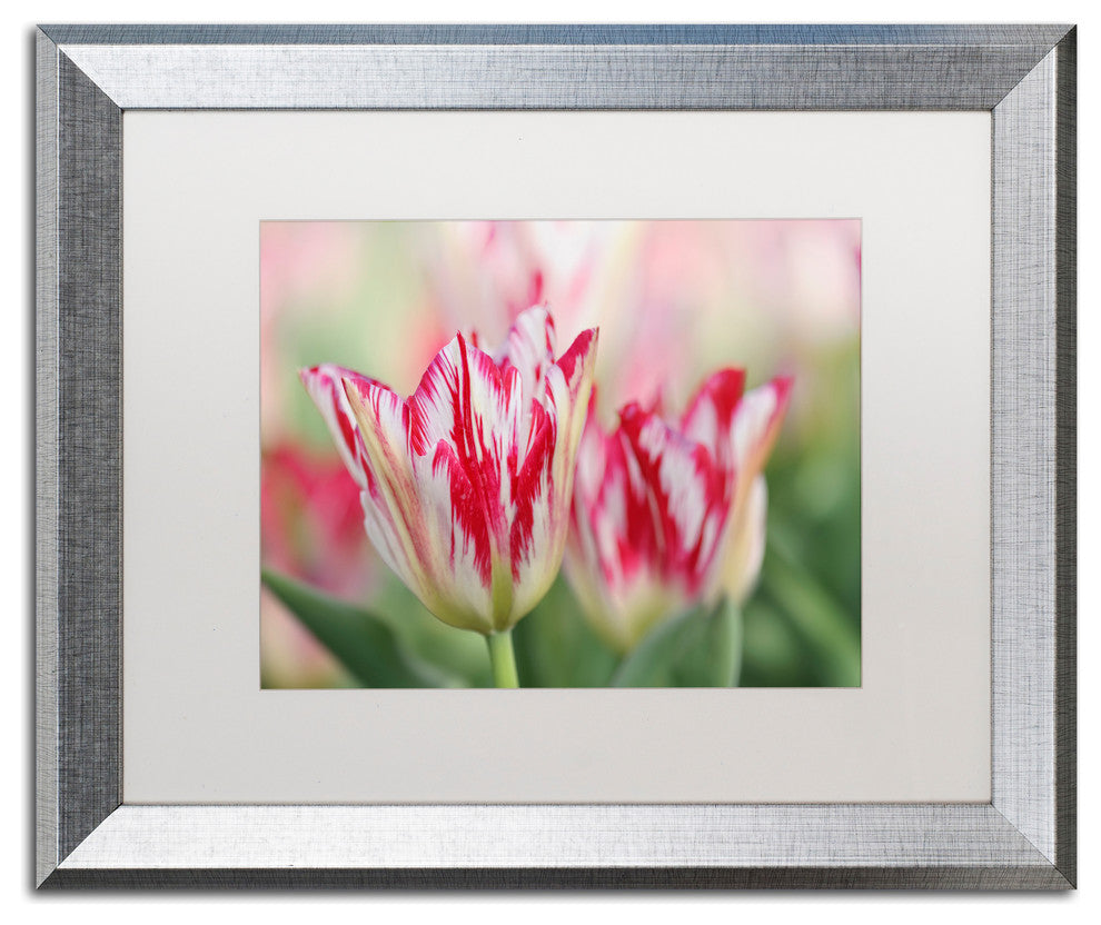 Cora Niele 'Rembrandt Silver Standard Tulip' Matted Framed Art