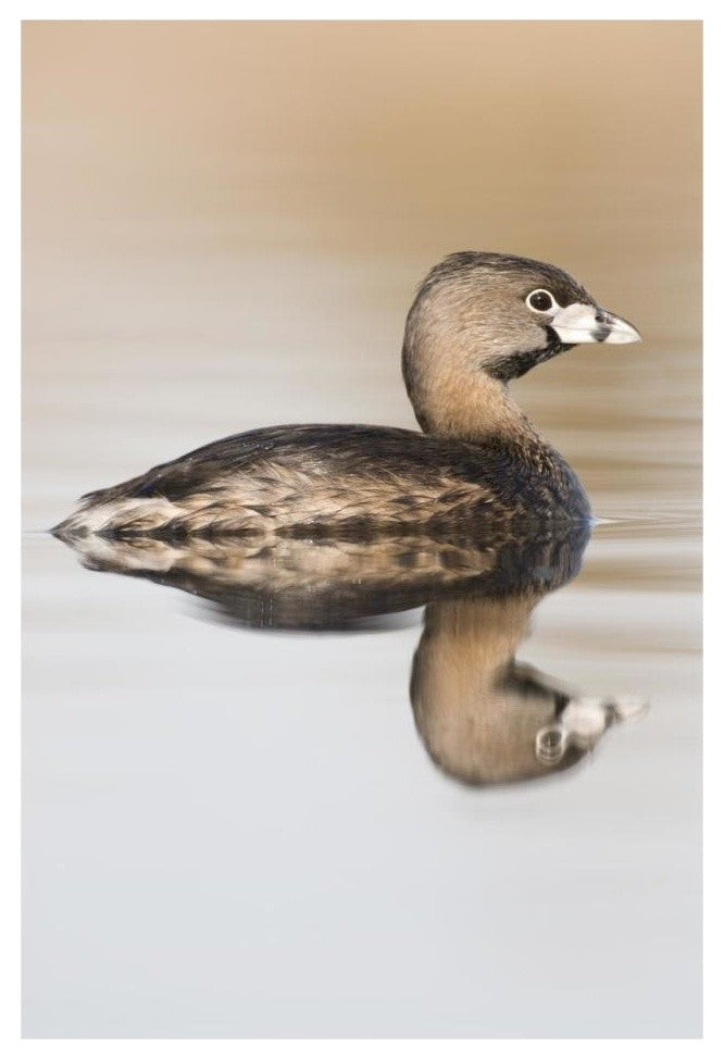 "pied-billed Grebe Island Lake Recreation Area" Paper Art 22"x32"
