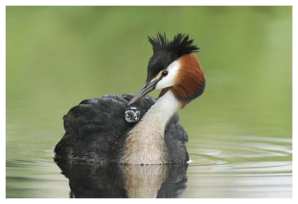 "great Crested Grebe Grooming Lake Alexandrina" Paper Art 62"x42"