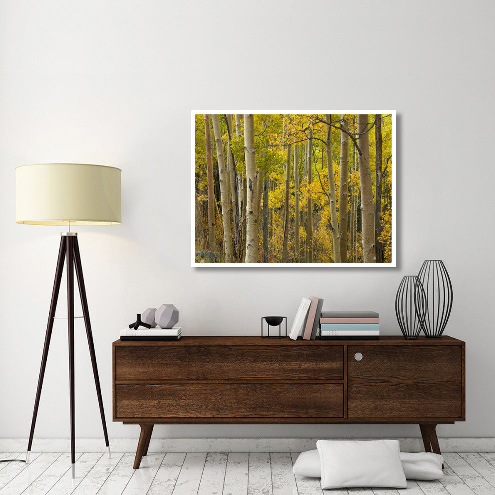 "aspen Trees Autumn Santa Fe National Forest Near Santa Fe" Paper Ar