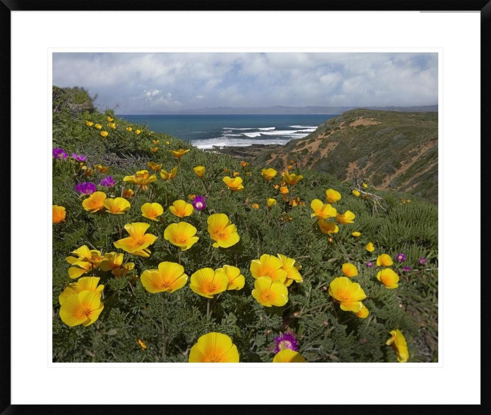 California Poppy Field Montano De Oro State Park California 34"x28"