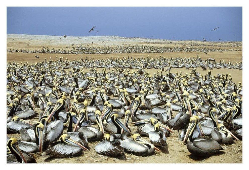 Peruvian Pelican Nesting Colony On Guano Island Lobos De Afuera Peru