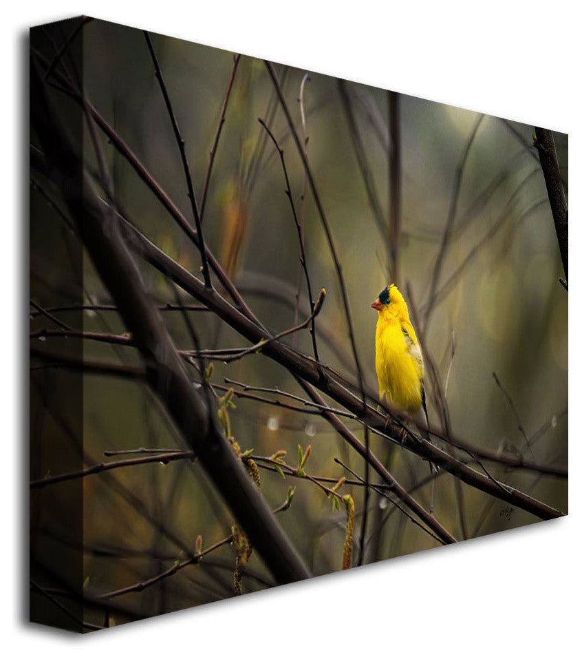 'Golden Finch' Canvas Art by Lois Bryan