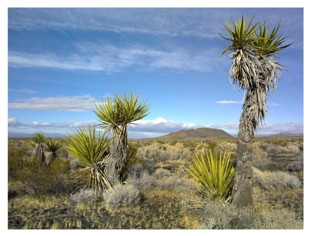 "cinder Cones Joshua Tree Mojave National Preserve" Paper Art 34"x2