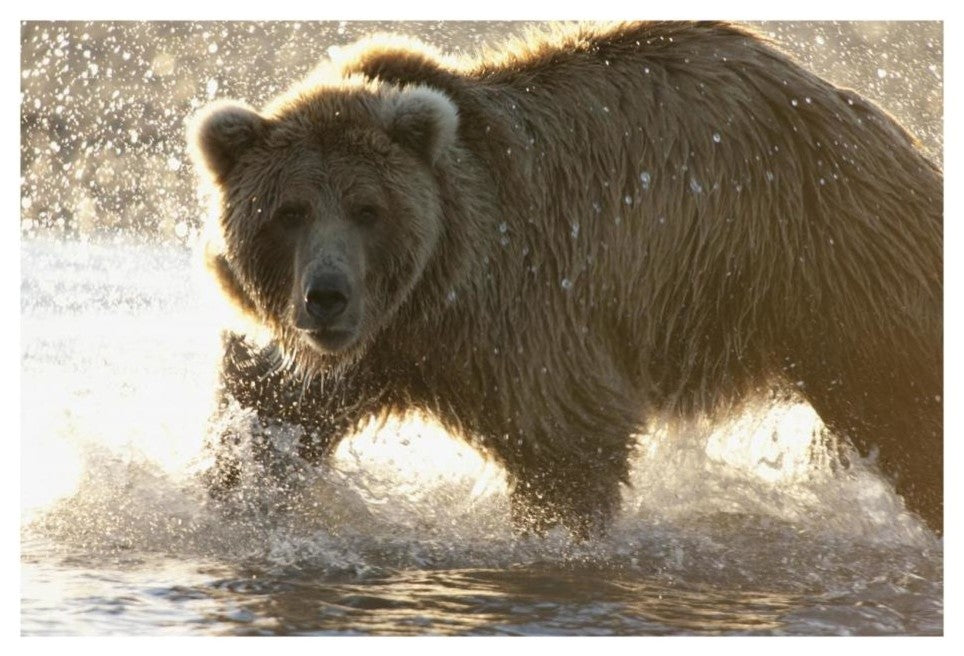"grizzly Bear Foraging For Salmon In Stream Katmai National Park" Wal