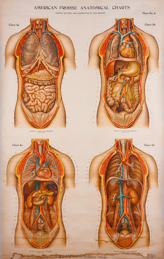 American Frohse Anatomical Wallcharts, Plate 6 Print