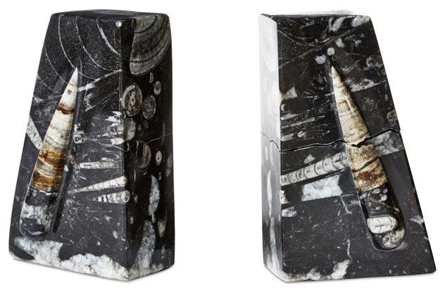 Pair Orthocladius Fossil Bookends