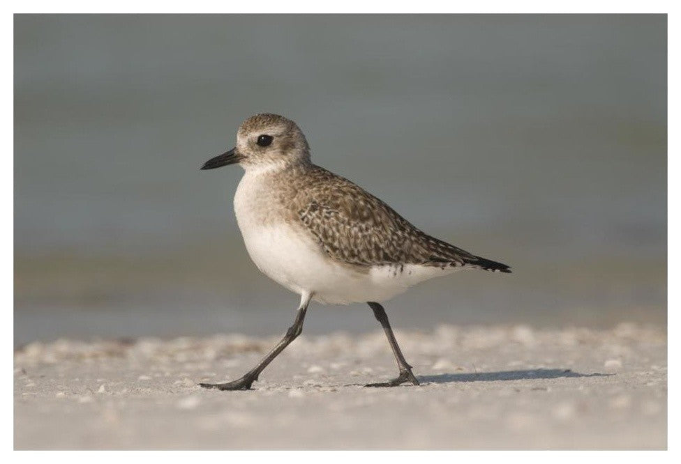 "black-bellied Plover Walking Fort Desoto Park Florida" Paper Art 3