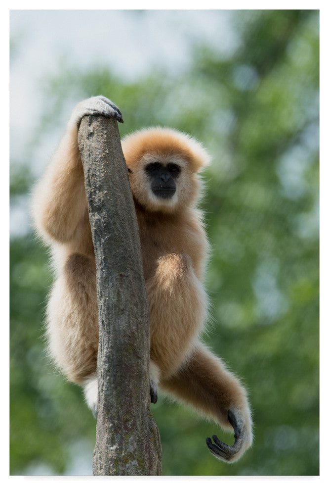 "Small Gibbon" by Robert Michaud, Canvas Art