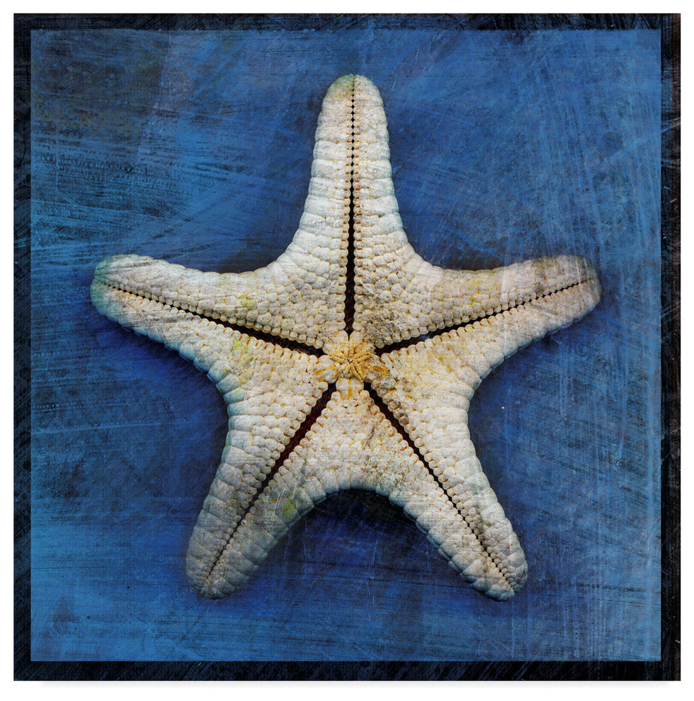 John W. Golden 'Armored Starfish Underside' Canvas Art, 14"x14"