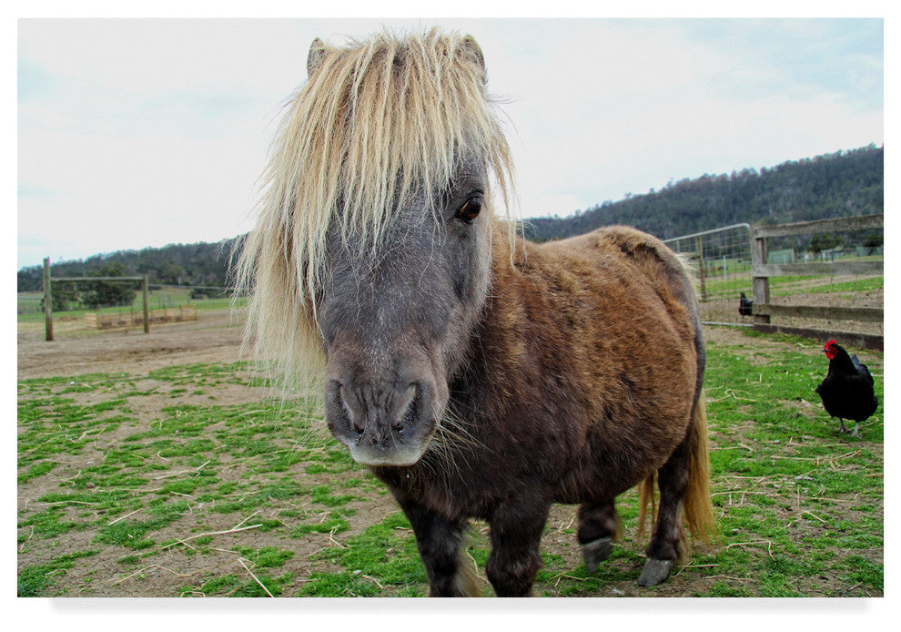 Incredi 'Pony Look' Canvas Art, 32"x22"