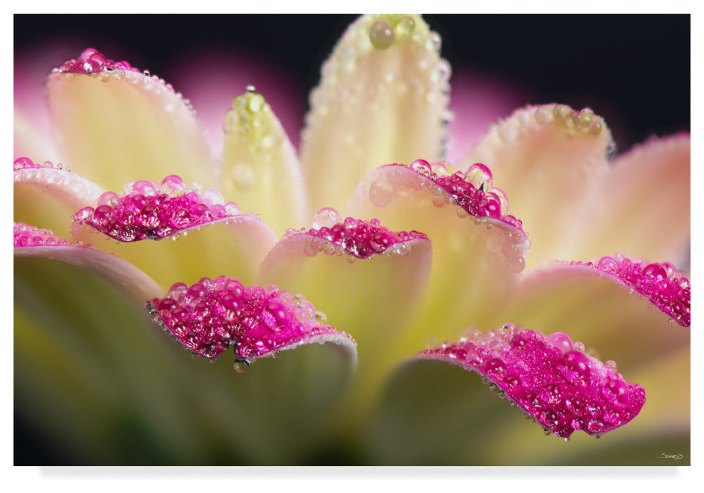 Gordon Semmens 'Water On Flowers' Canvas Art, 47"x30"