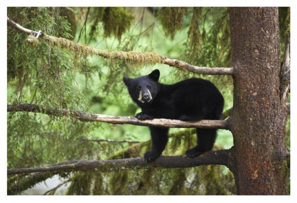 "black Bear Cub In Tree Along Anan Creek Tongass National Forest" Wal