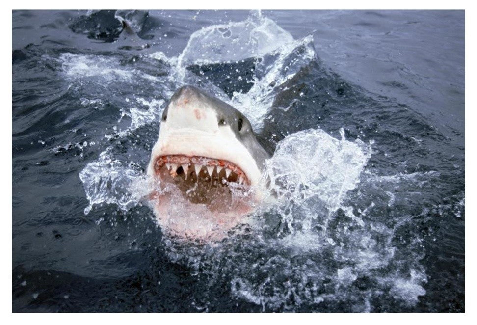 Great White Shark Breaking Surface Of Water To Feed Neptune South Au