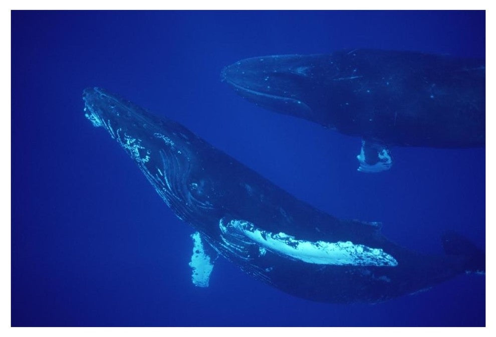 Humpback Whale Friendly Singer And Joiner Maui Hawaii-paper Art