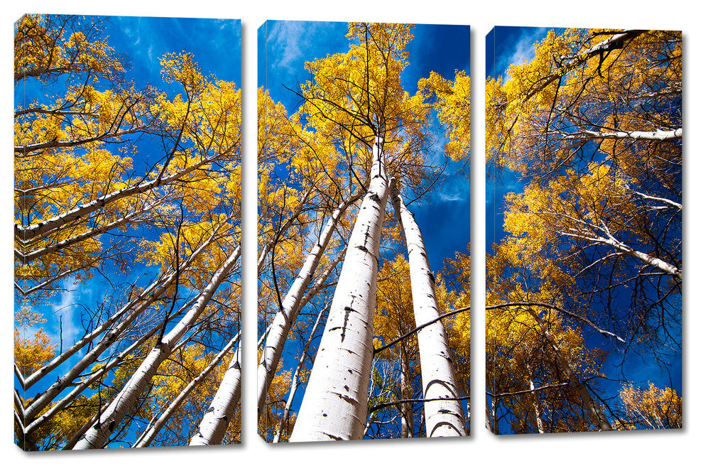 Aspen Trees And Blue Skies Canvas Print 3 Panel Split Triptych Wall