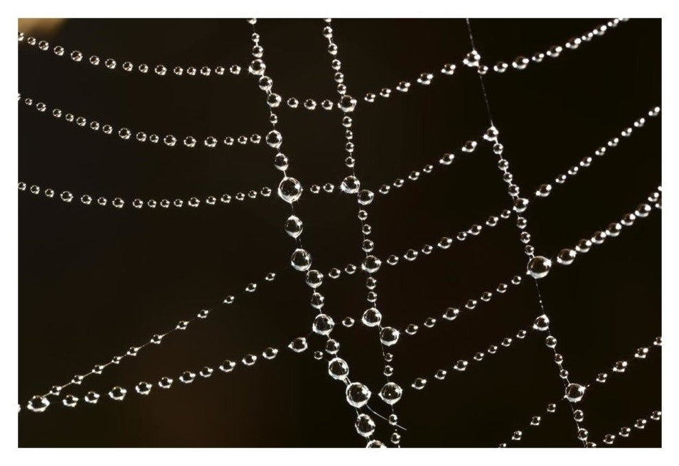 "spider Web With Beads Of Dew France" Paper Print By Cyril Ruoso 32"