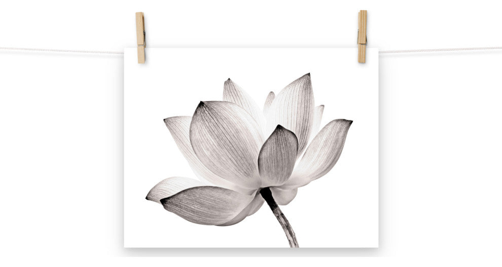 Gray Floral Wall Art - Lotus Flower Tinted Nature Photo Print, 11" X 1