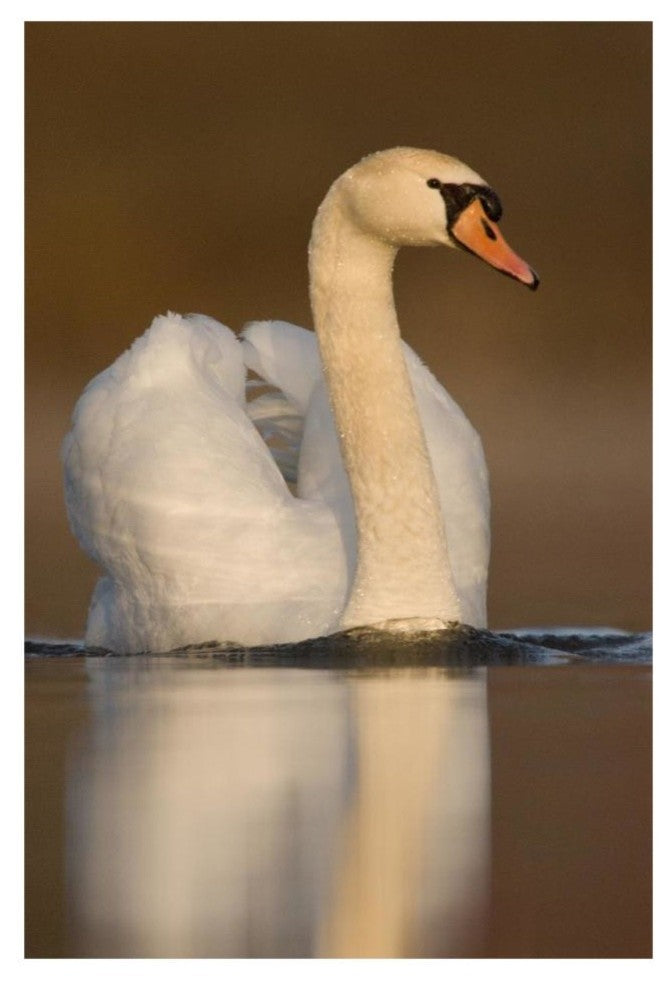 "mute Swan Swimming Kensington Metropark Milford Michigan" Paper Ar