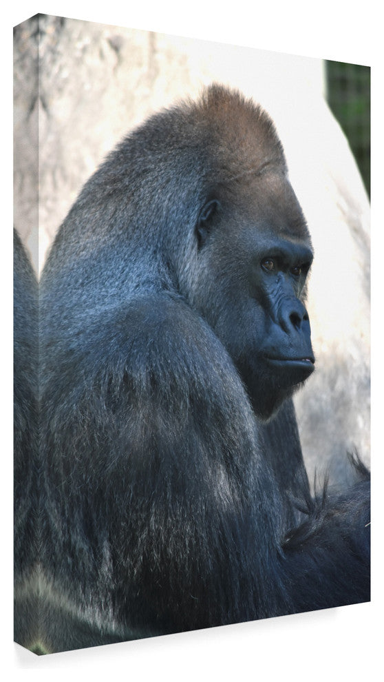"Gorilla" by Robert Michaud, Canvas Art