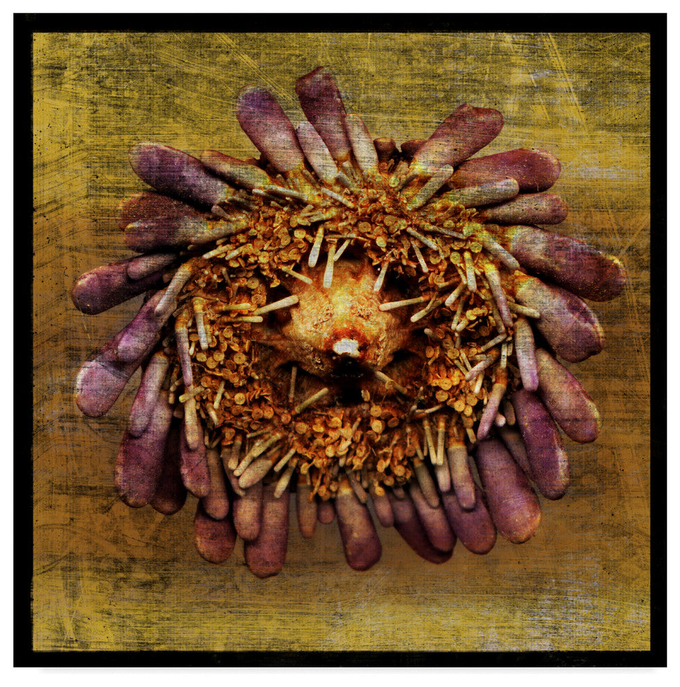 John W. Golden 'Sea Urchin Gold' Canvas Art, 18"x18"