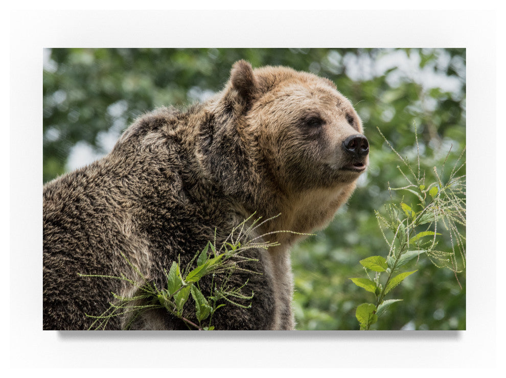 "Bear" by Robert Michaud, Canvas Art