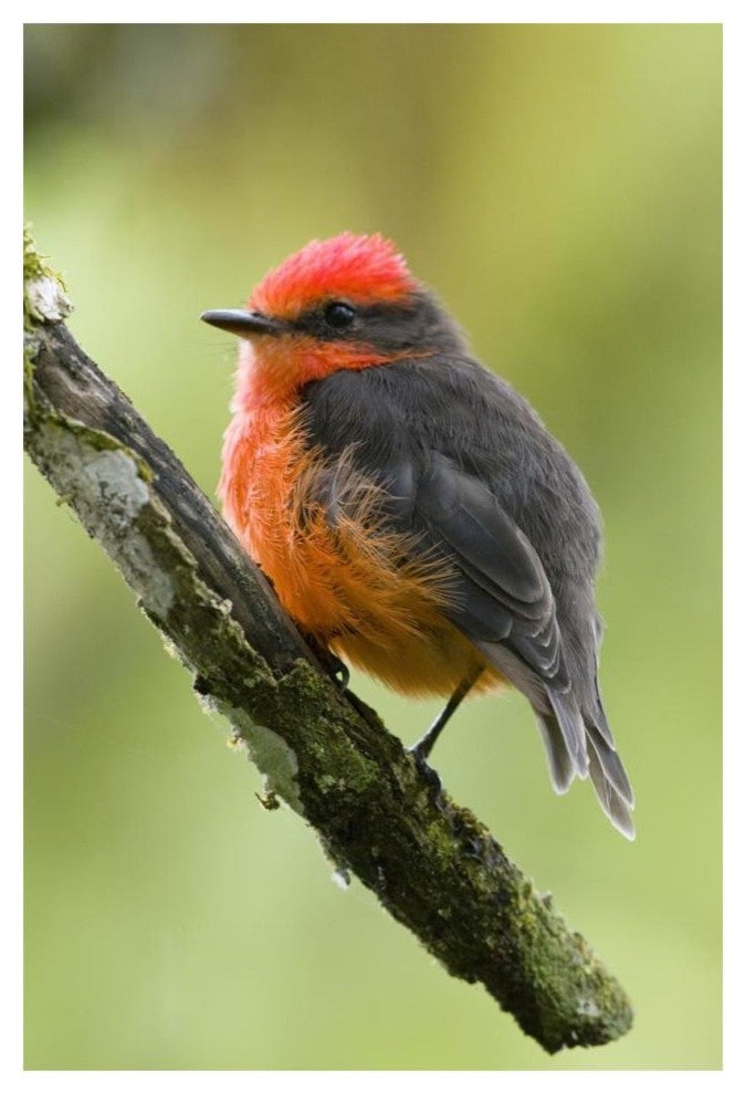 "vermilion Flycatcher Male Galapagos Islands Ecuador" Paper Art 14"