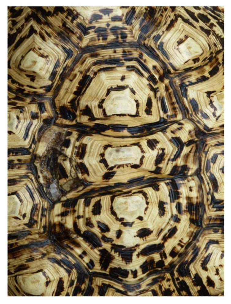 "Carapaced Motif V" Fine Art Piece
